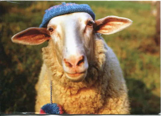 Sheep Wif Hat (SWIF) Price Today | Real-Time On-Chain Metrics | Moralis