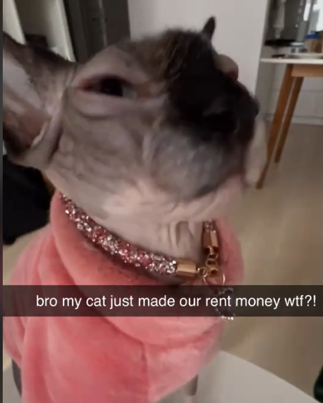 made our rent money (KEVIN) Price Today | Real-Time On-Chain Metrics ...